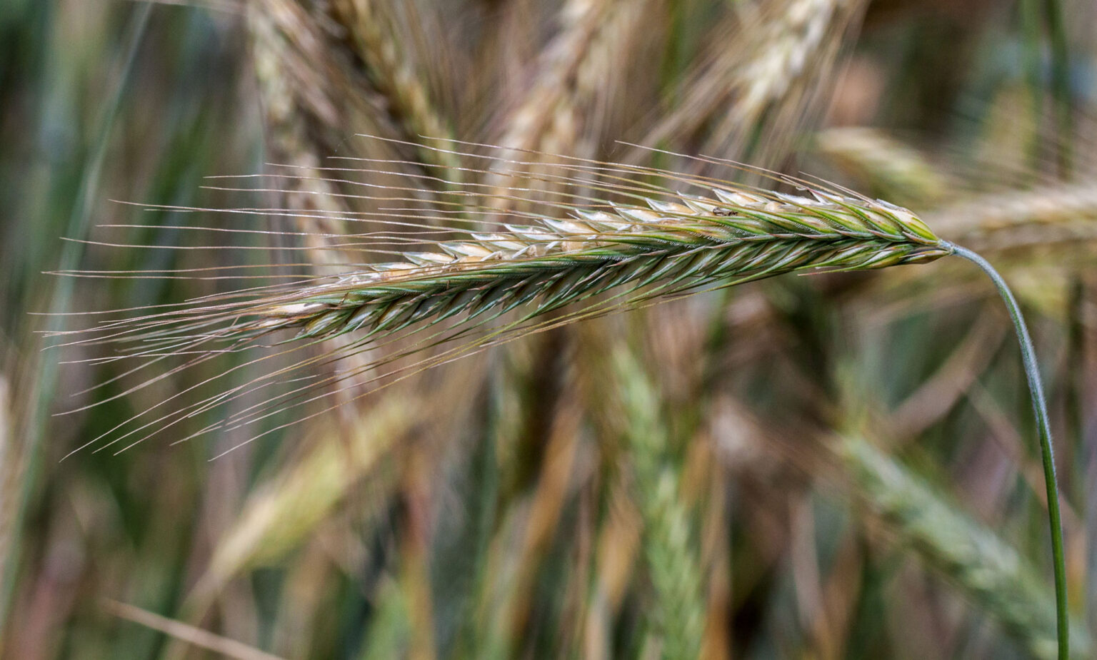Grass morphology and anatomy - Earth@Home: Evolution
