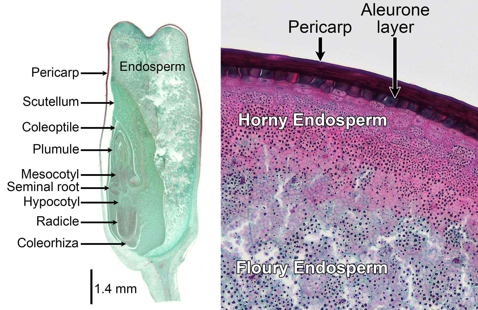 Maize morphology and anatomy | Earth@Home: Evolution