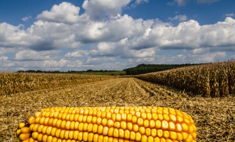 Maize quick facts - Earth@Home: Evolution