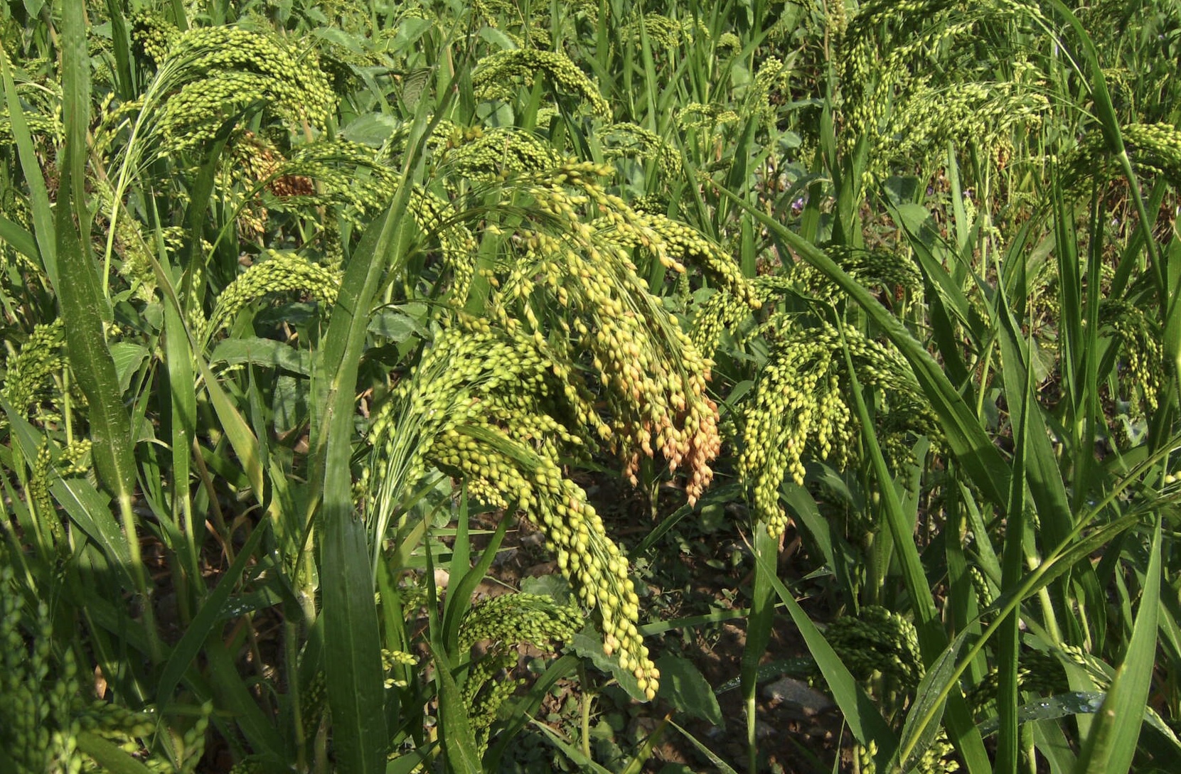 Sudangrass quick facts - Earth@Home: Evolution