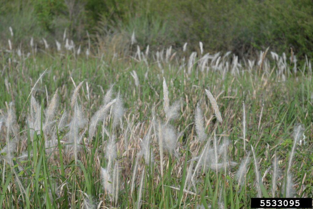 Cogongrass quick facts - Earth@Home: Evolution