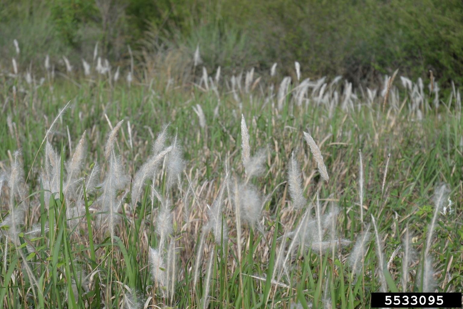 Cogongrass quick facts - Earth@Home: Evolution