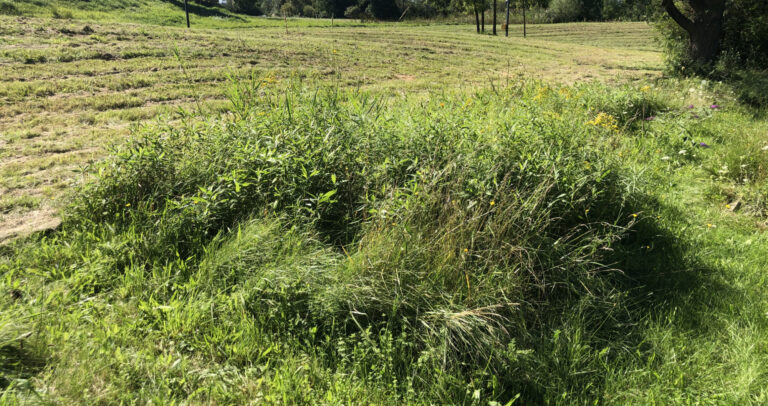 Grasses, mowing, and ecological impacts - Earth@Home: Evolution