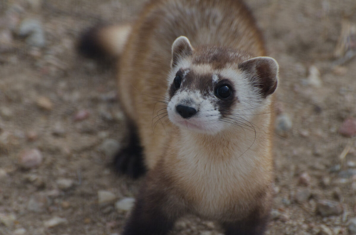 Black-footed ferret - Earth@Home: Evolution