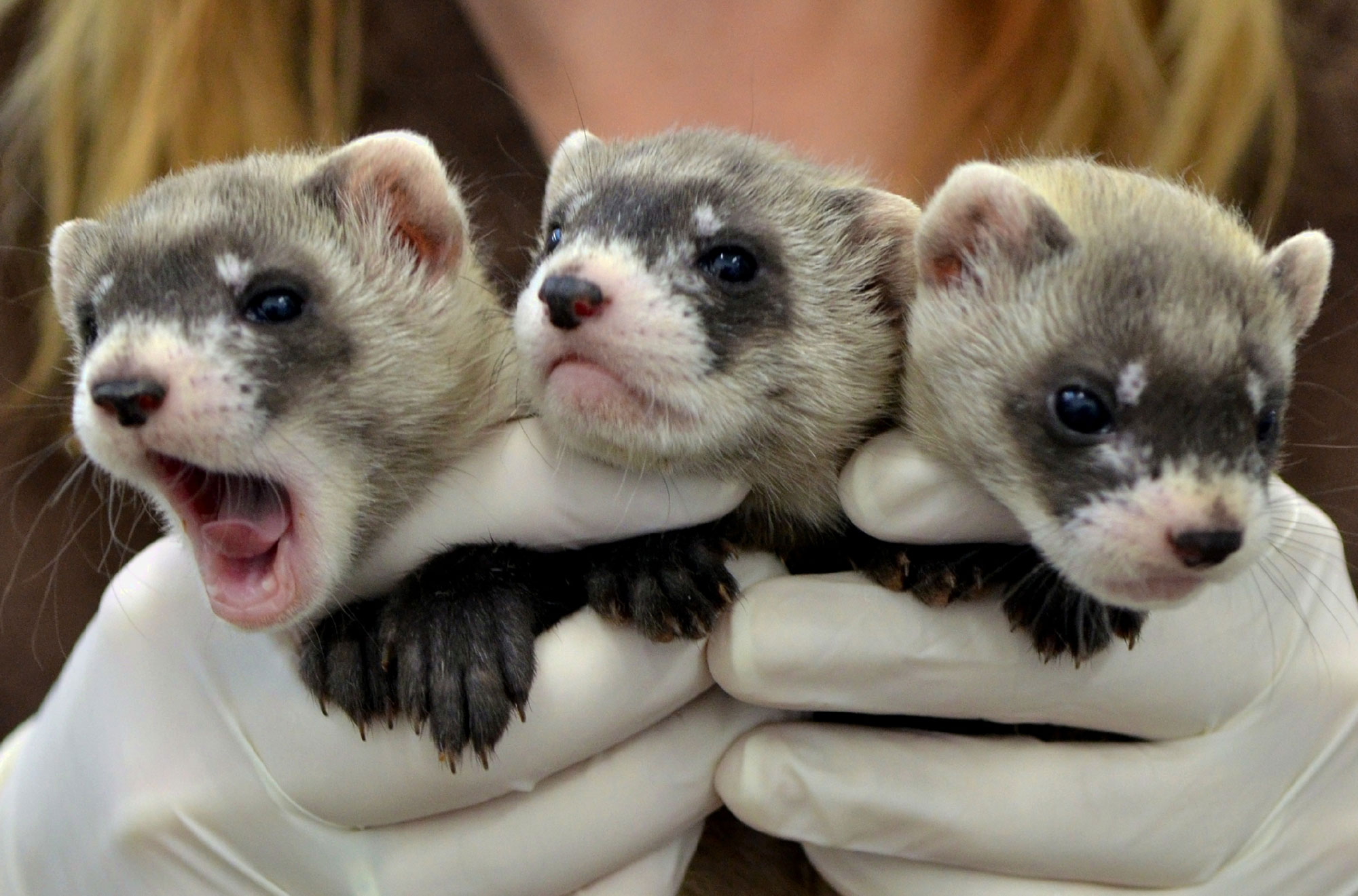 Black-footed ferret - Earth@Home: Evolution