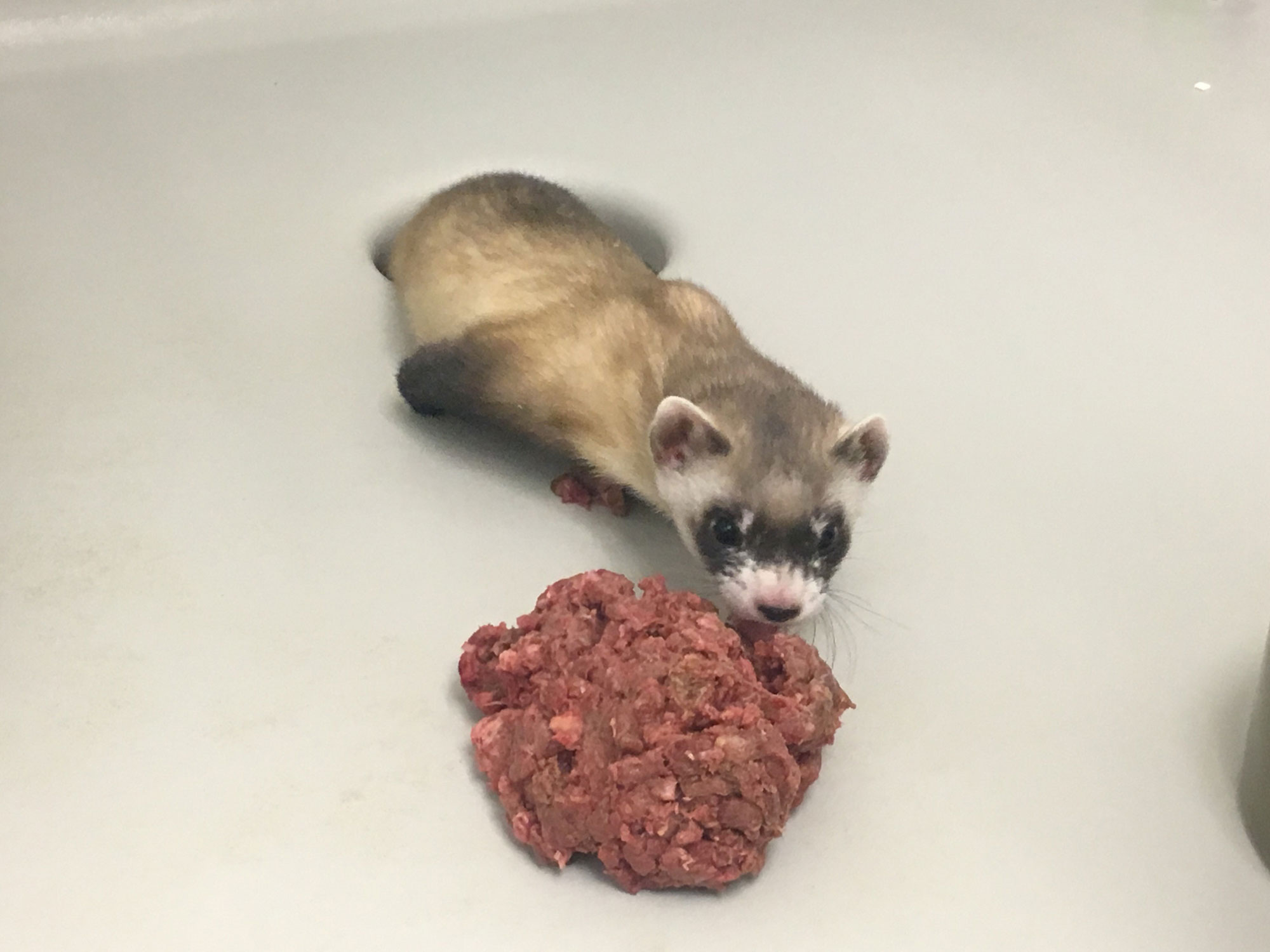 Black-footed ferret - Earth@Home: Evolution