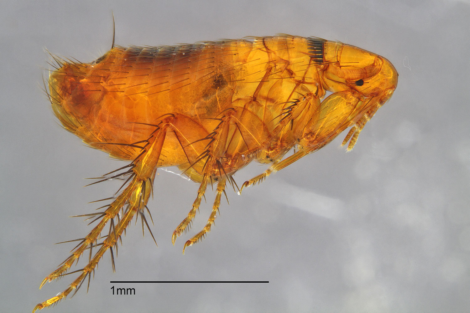 Black-footed ferret - Earth@Home: Evolution