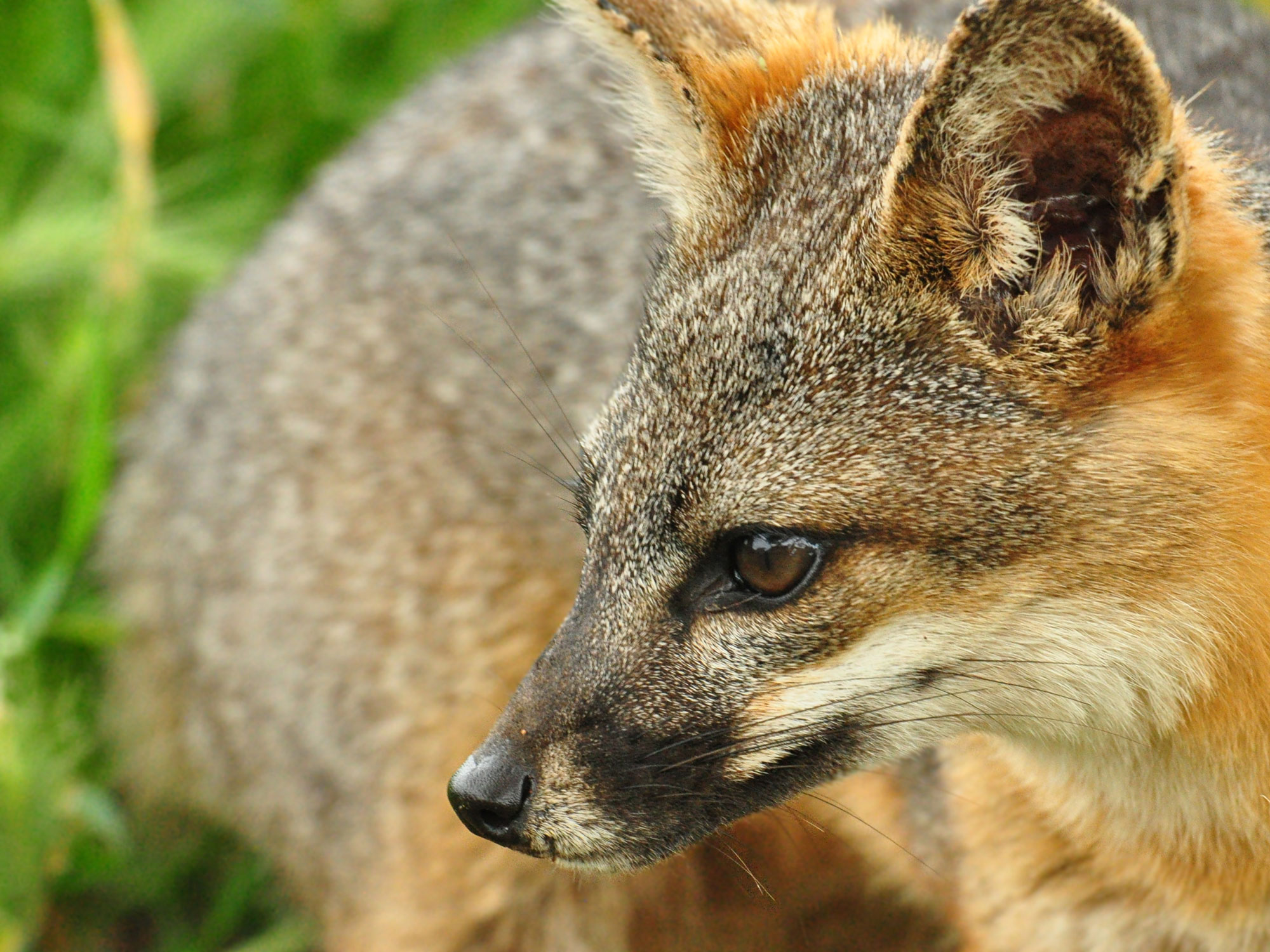 Channel Islands fox - Earth@Home: Evolution