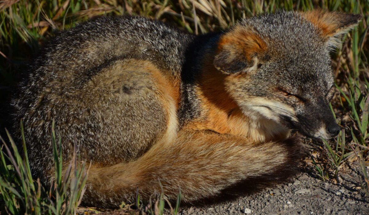 Channel Islands fox - Earth@Home: Evolution